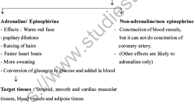 NEET Biology Chemical Coordination and Control MCQs Set B with Answers